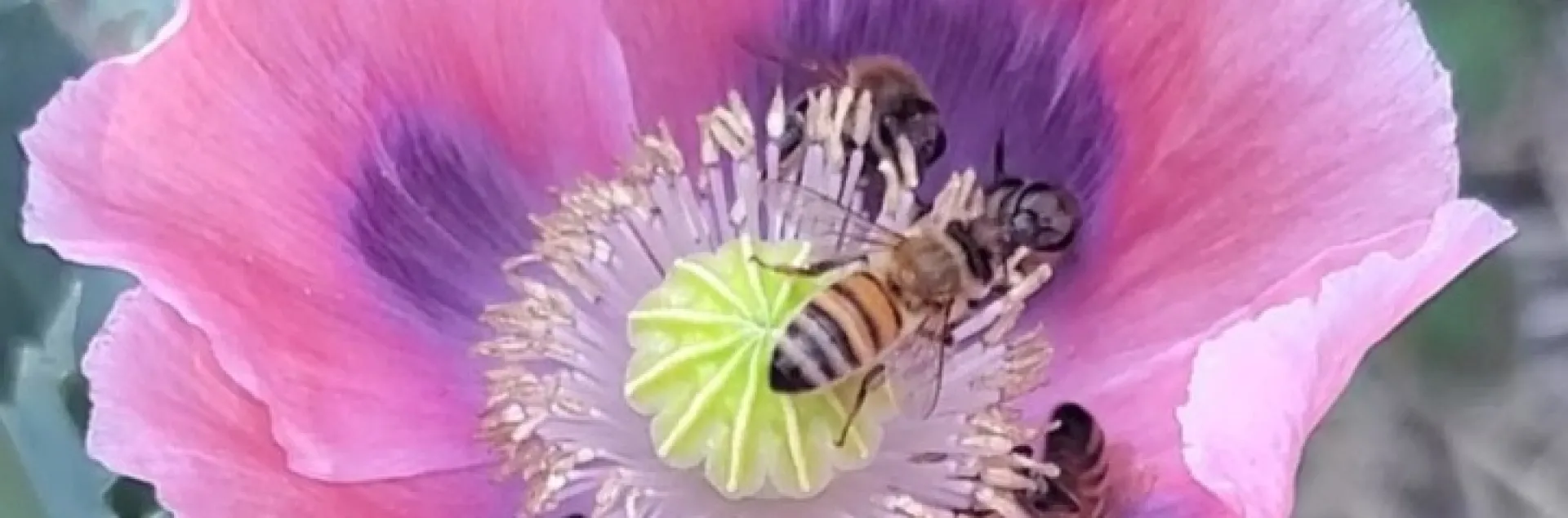 Ask a Master Gardener | UC Agriculture and Natural Resources